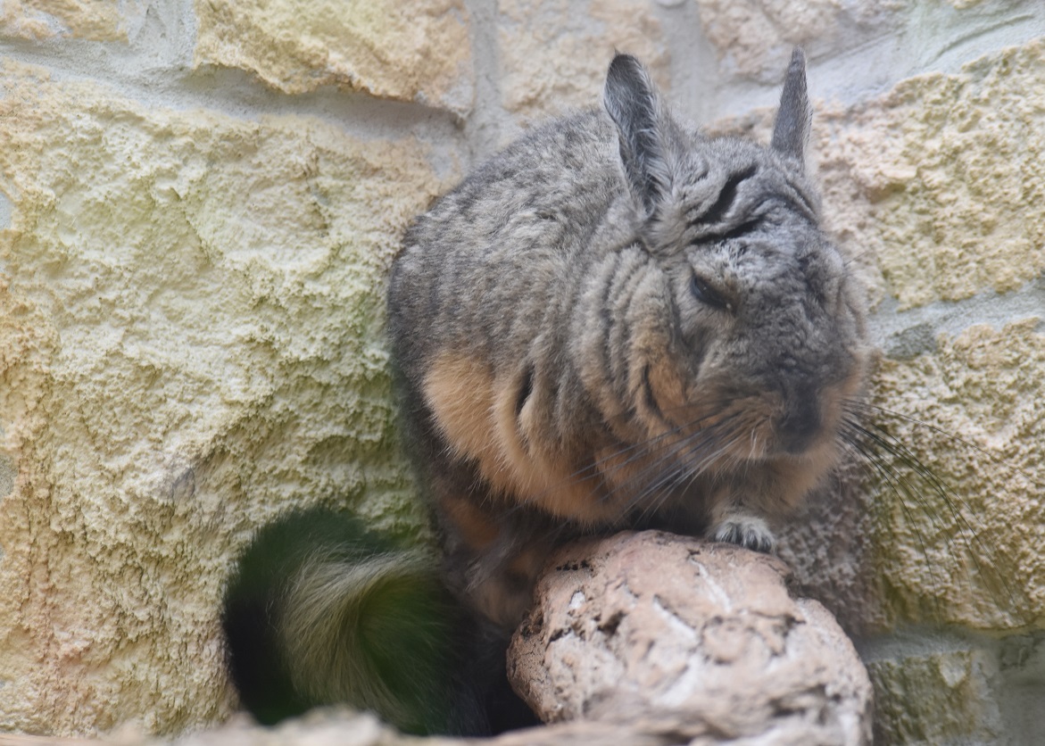 ZOOTOGRAFIANDO (6.100 ANIMALS): VIZCACHA NORTEÑA / NORTHERN MOUNTAIN ...