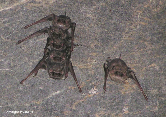 Variety of Life: Emballonuridae