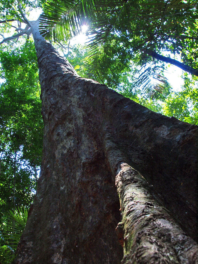 UUM Forest Treasure 1