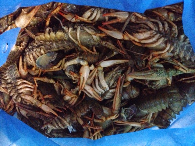 Rainbow in the dark: Raci....."the raci"!!! Adica mancare din balta ;)