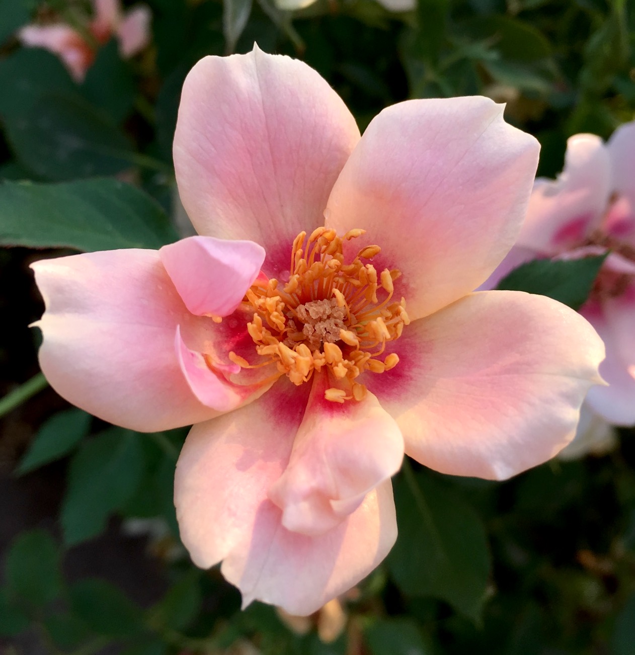 Rose Hybridizing