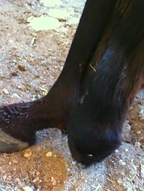 Fran Jurga`s Hoofcare + Lameness: An Amputee Donkey in Egypt Walks ...