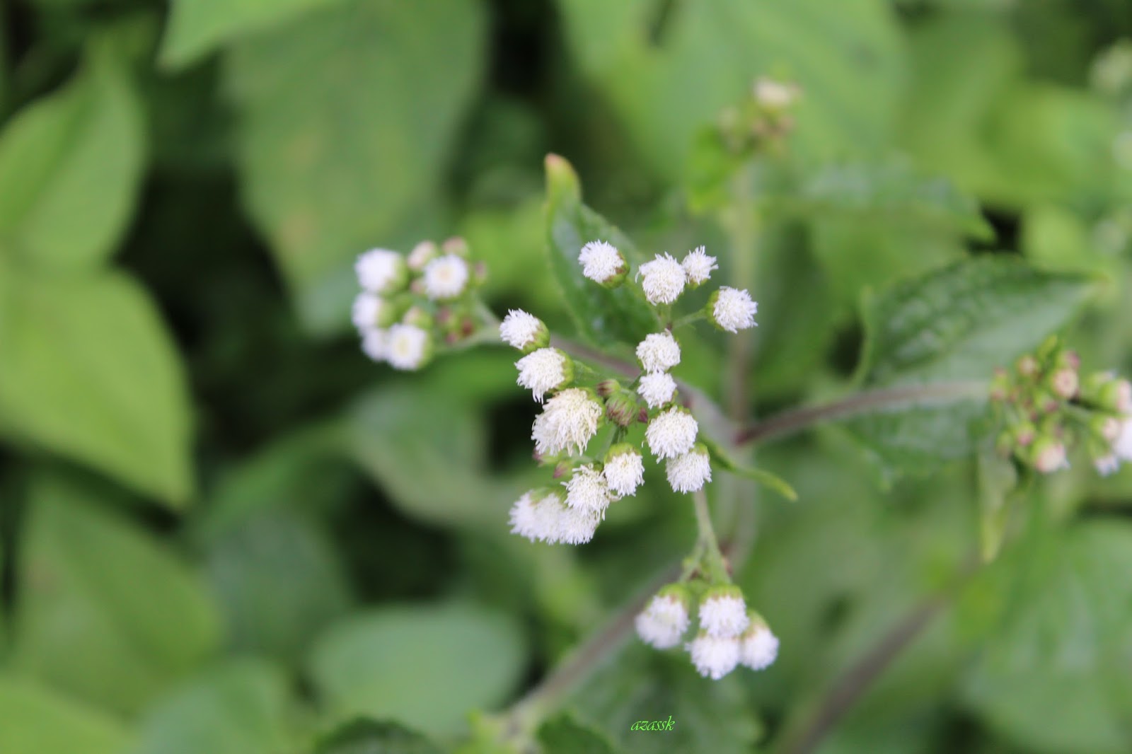 Calm-Sojourner: Vaihlenhlo - Colonial plant in Mizoram (Lushai hills)
