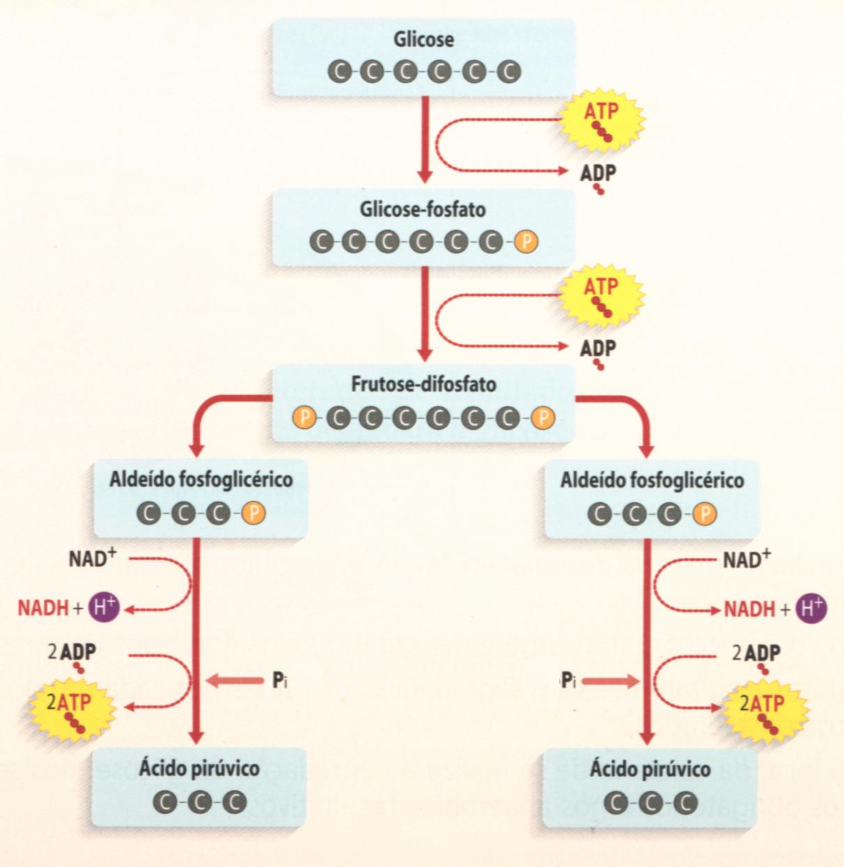 O piruvato pode ser convertido