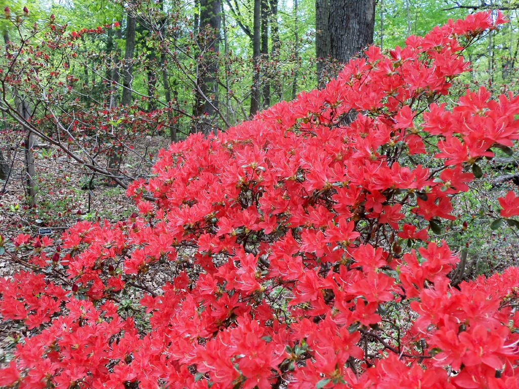 Orange explains it all: National Arboretum Azalea Collection