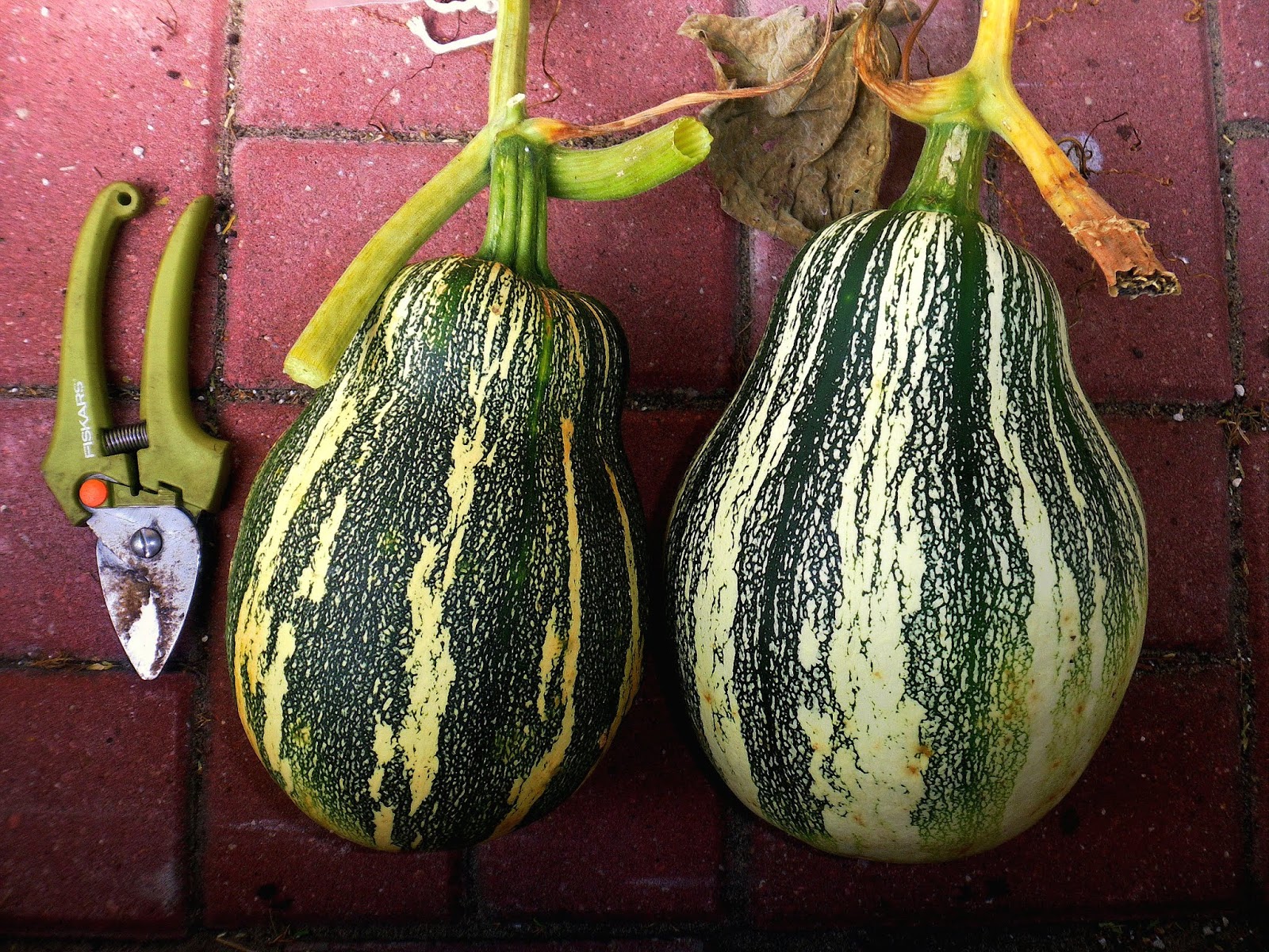 Scirpidiella's Plants: Rare Cultivated Squashes (Cucurbita sp. div.)