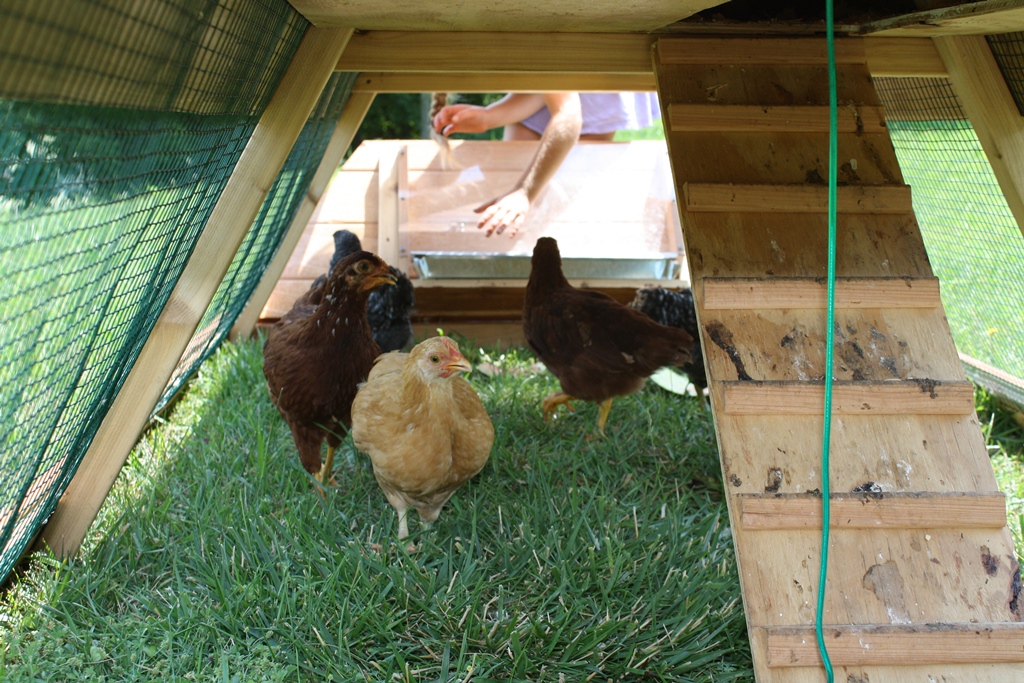 Salt in Suburbia: Undercover Chickens: The Chicken Wrangler