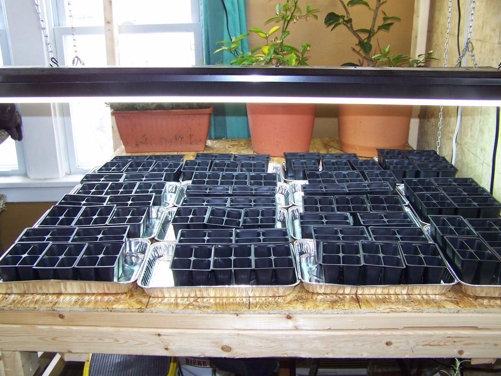 Captive Roots: The Ultimate Seeding Table