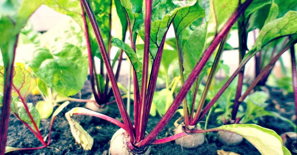 Growing young and tender baby Beetroot through the summer... | Grow ...