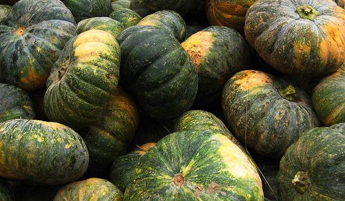 Pagsasaka sa Bayan ni Juan: Squash Production