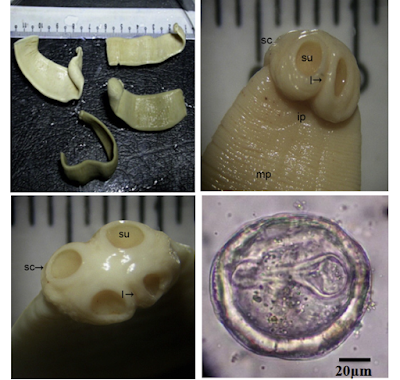 Parasite of the Day: Anoplocephala manubriata