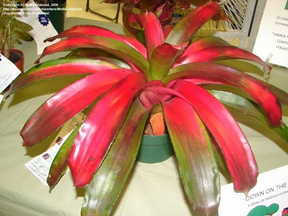 Bromelia merah | Jenis tanaman bromelia | Harga bromelia | Tukang Taman