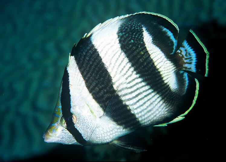 IKAN KEPE-KEPE ~ Everything About Fish