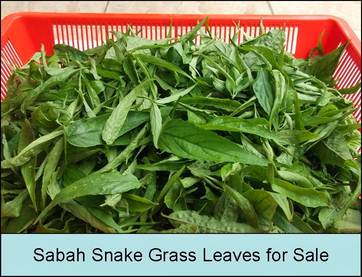 Sabah Snake Grass Dealer Singapore