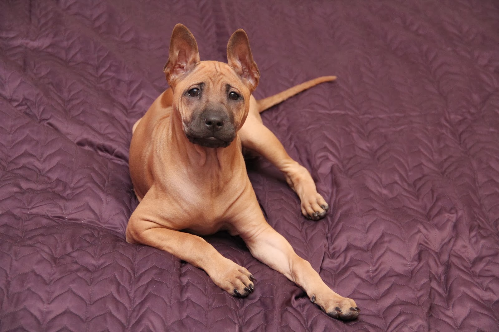 Thai Ridgeback Dog: SUNNY!