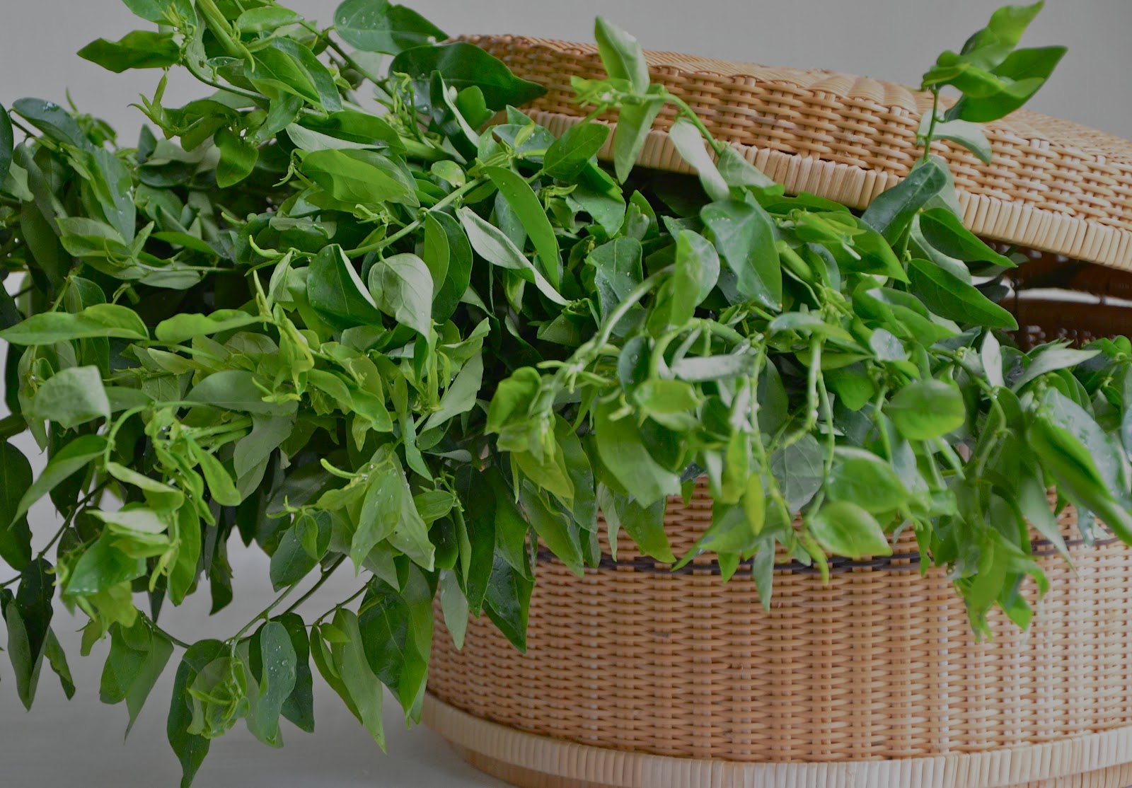 Indonesian Medan Food: Sayur Daun Katuk