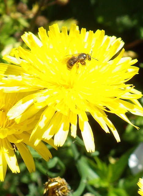 Victory Gardens for Bees: Taking the Vancouver NatureKids Club on a Bee ...