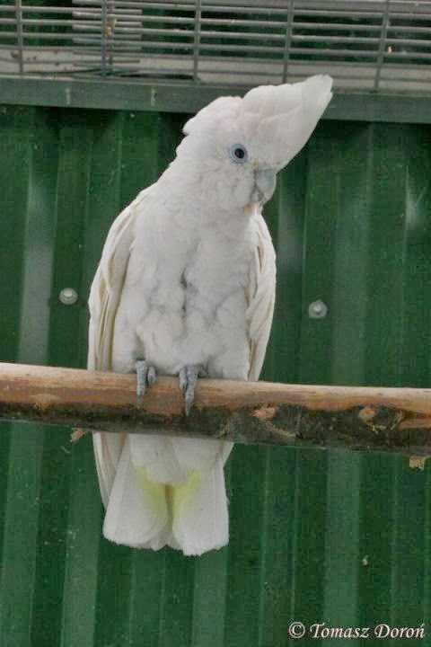 Tierra de papagayos, loros, cacatuas, pericos, cotorras y guacamayos ...