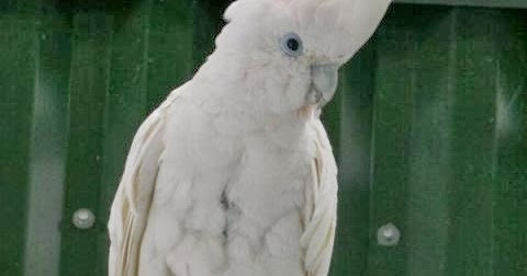 Tierra de papagayos, loros, cacatuas, pericos, cotorras y guacamayos ...