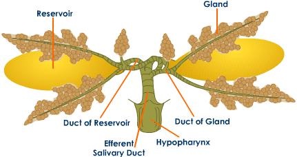 Digestive System in Cockroach