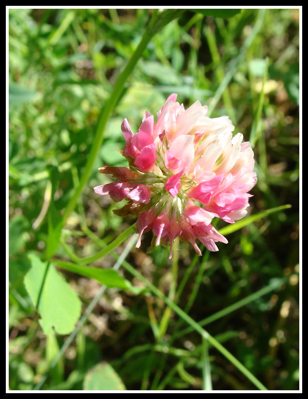 Bead Knitter Gallery: Clover on the Parkarosa