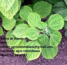ramio cultivo en colombia: junio 2014