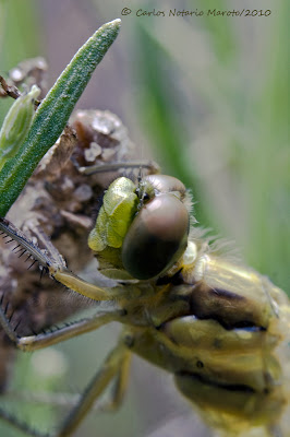 Ojos de Libélula: El nacimiento de una Libélula