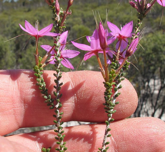 Esperance Wildflowers: Calytrix duplistipulata – Inland Pink Starflower