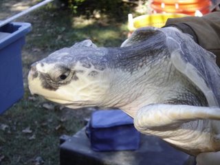 Marine Animal Rescue Team Blog