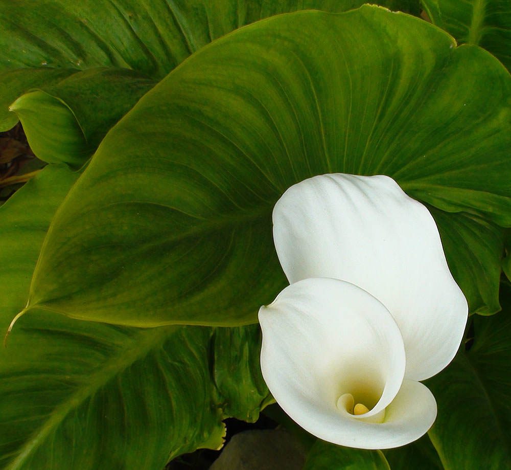 Zantedeschia aethiopica «cala» - Id Plantae
