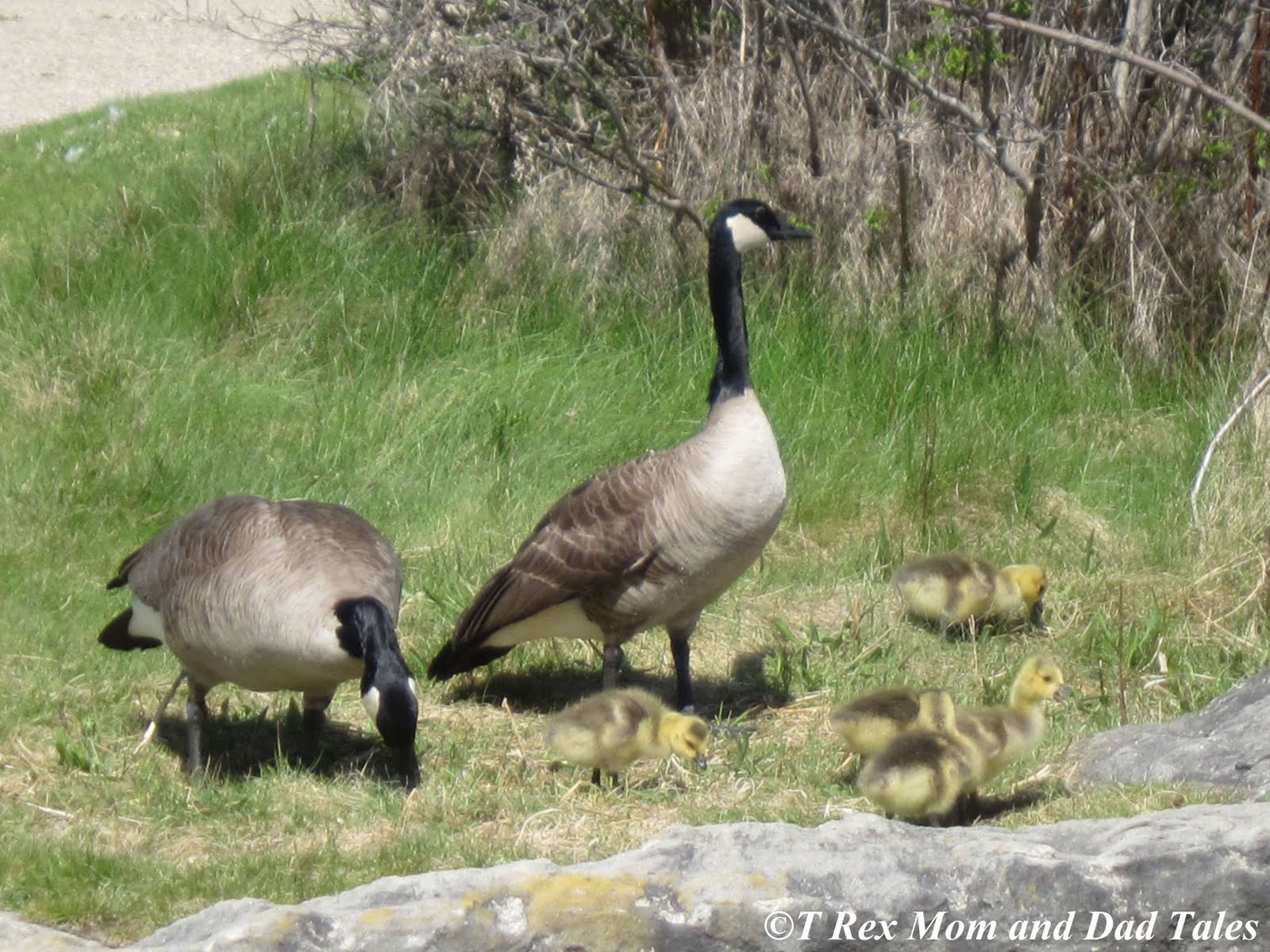T- Rex Mom and Dad Tales: First Nature Walk of 2011