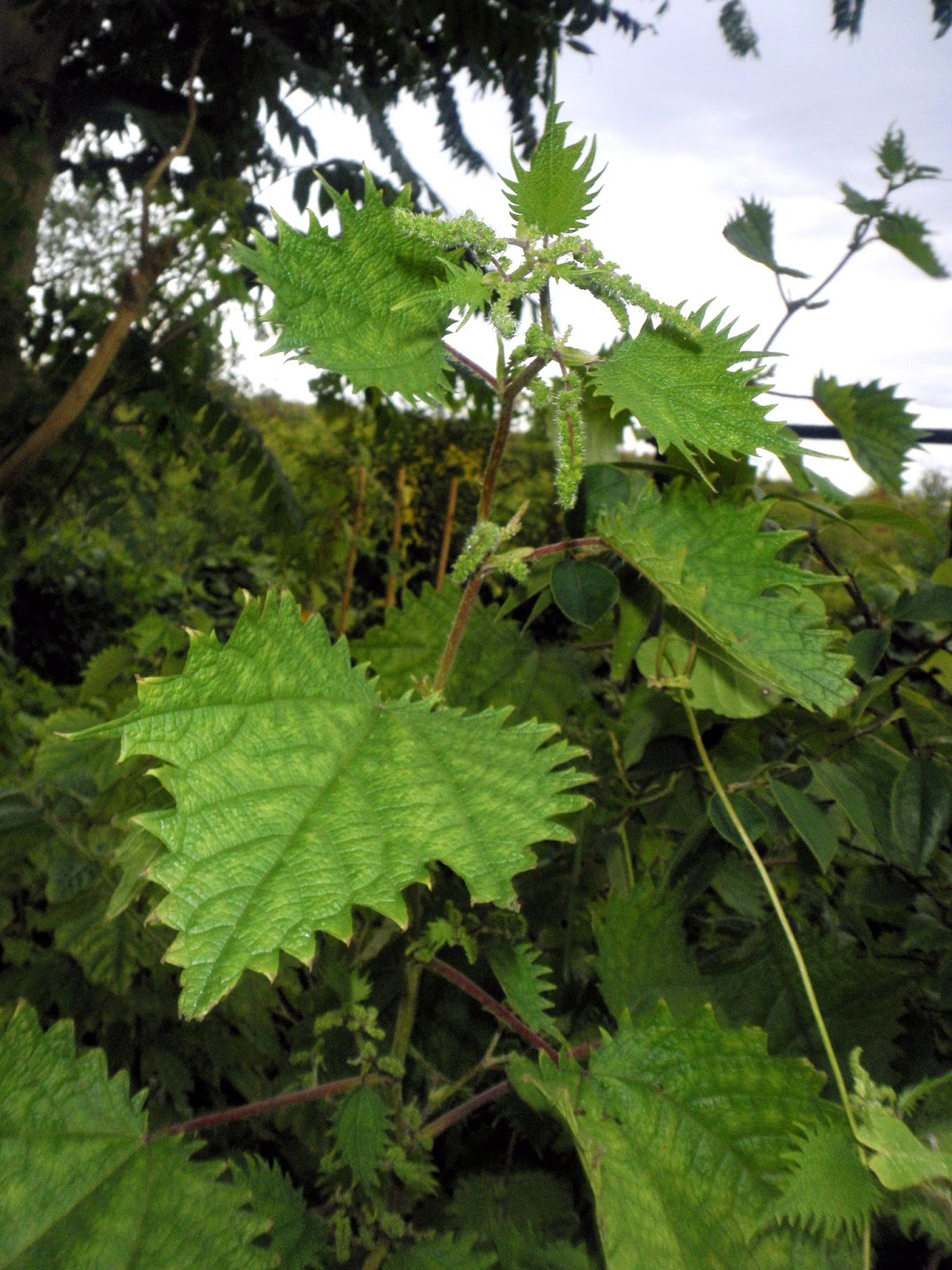 Scirpidiella's Plants: Giant Asian Nettles (Girardinia spp.)