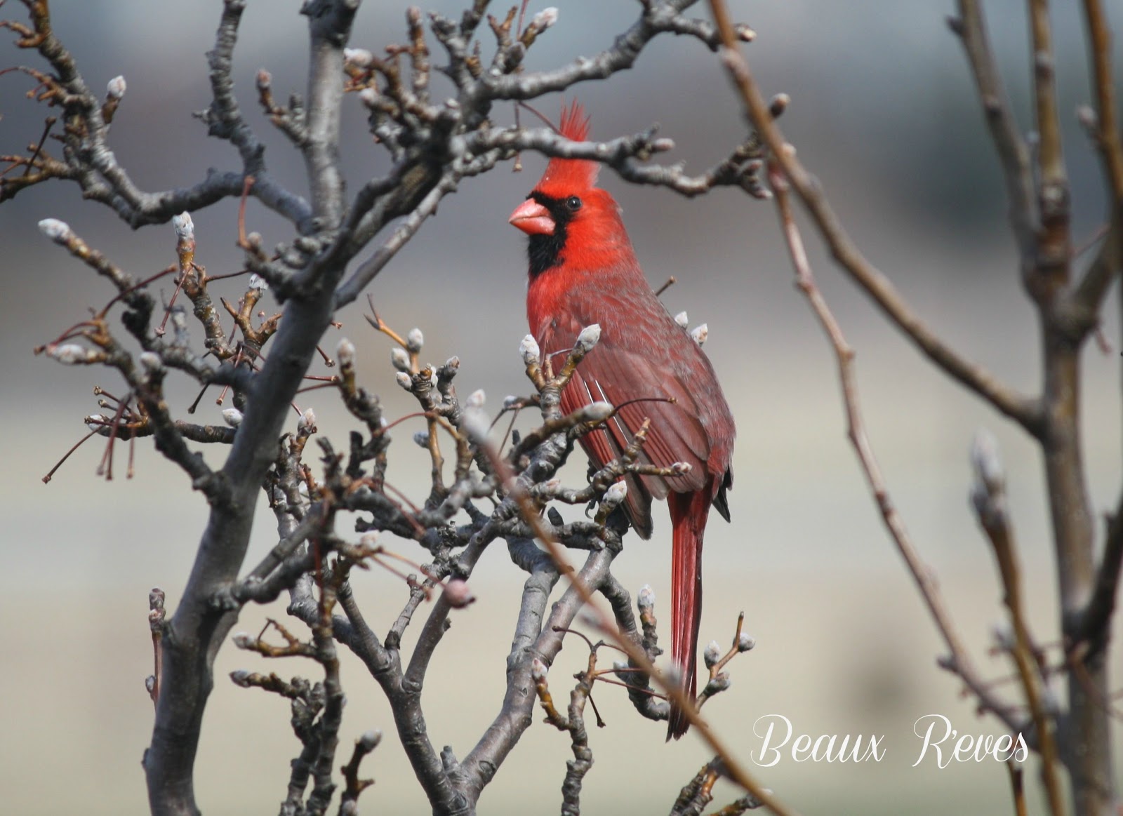 Beaux R'eves: Cardinals and Christmas in my Kitchen