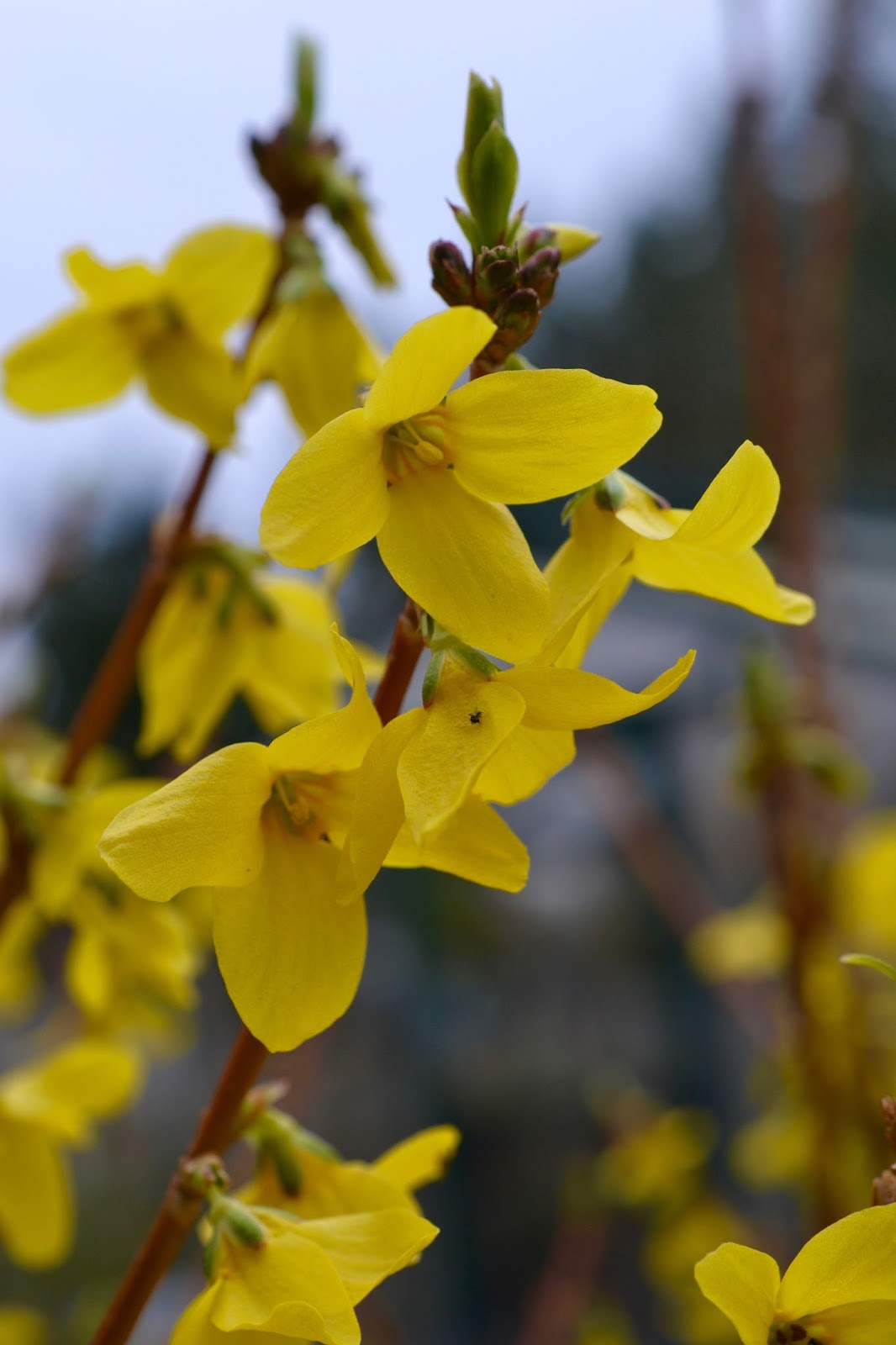Bonney Lassie: Back In The Saddle Again