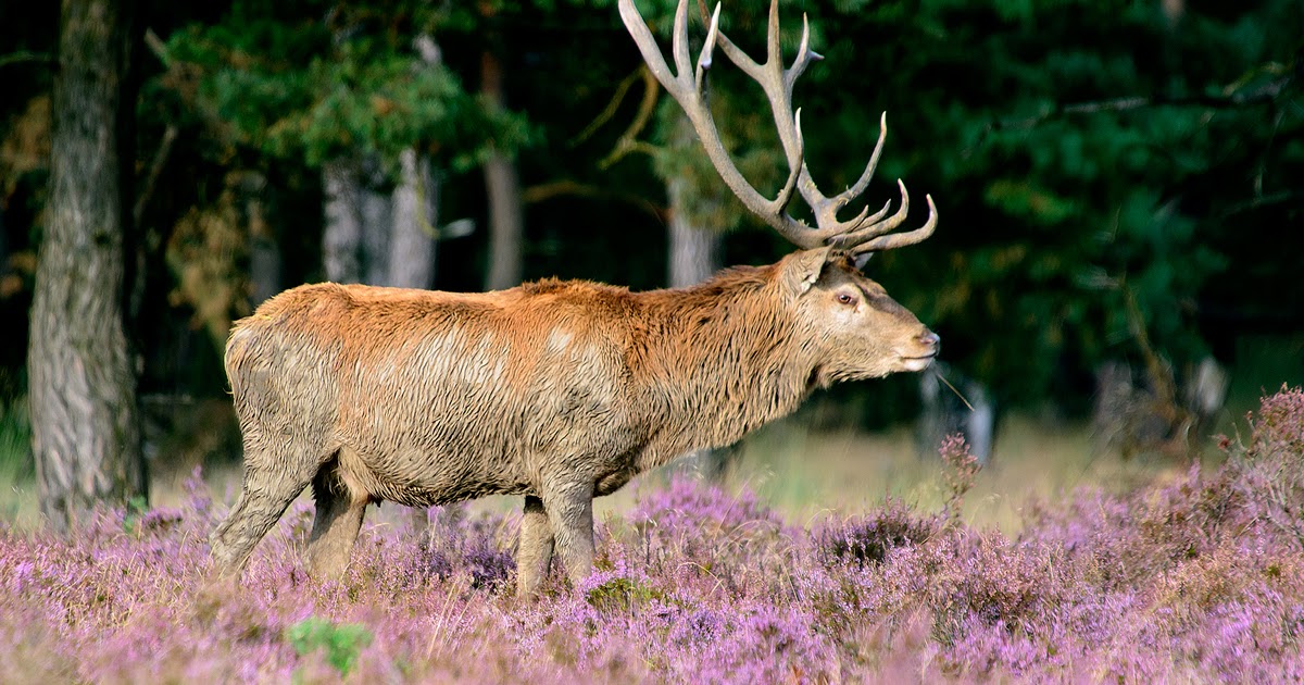 Foto's: Edelhert