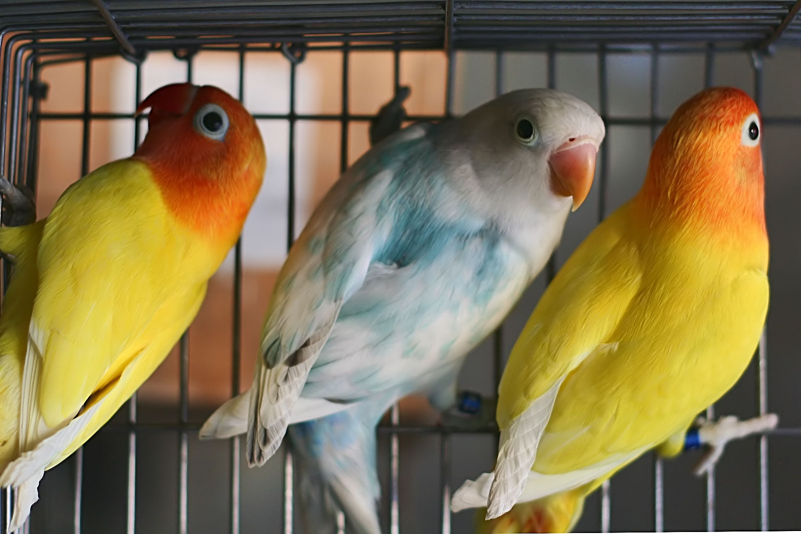 Agapornis Veríssimo: Novas Crias