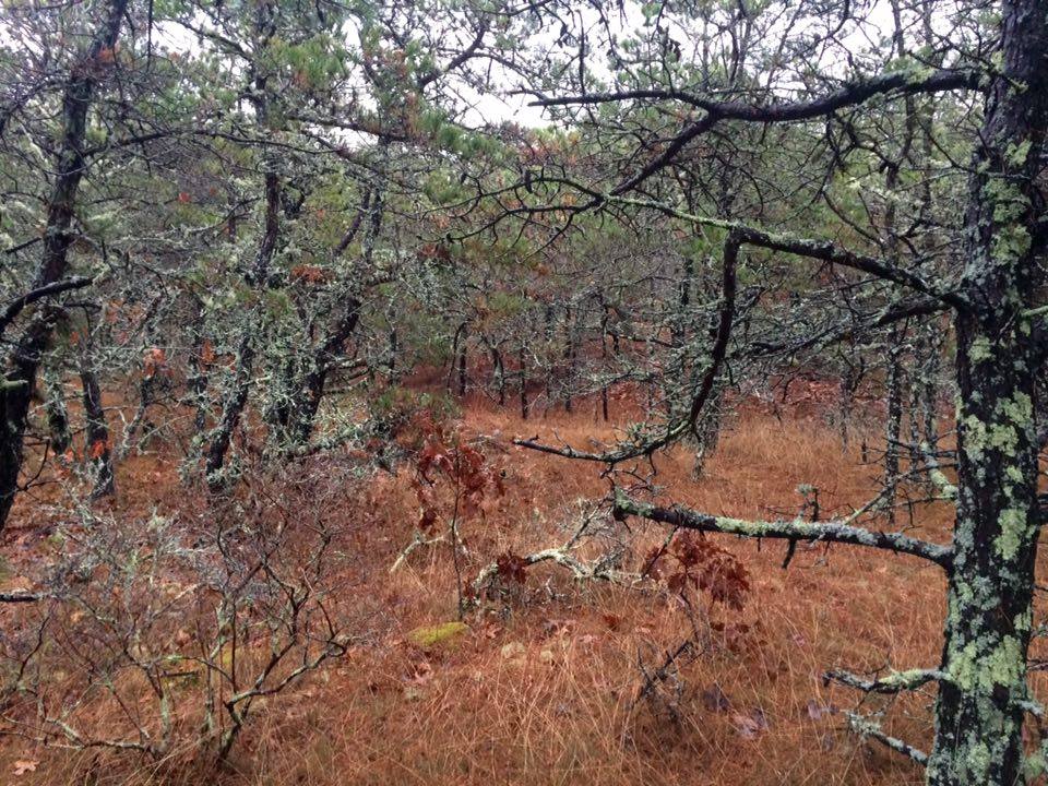 Ecology of Appalachia: Cape Cod Ecology