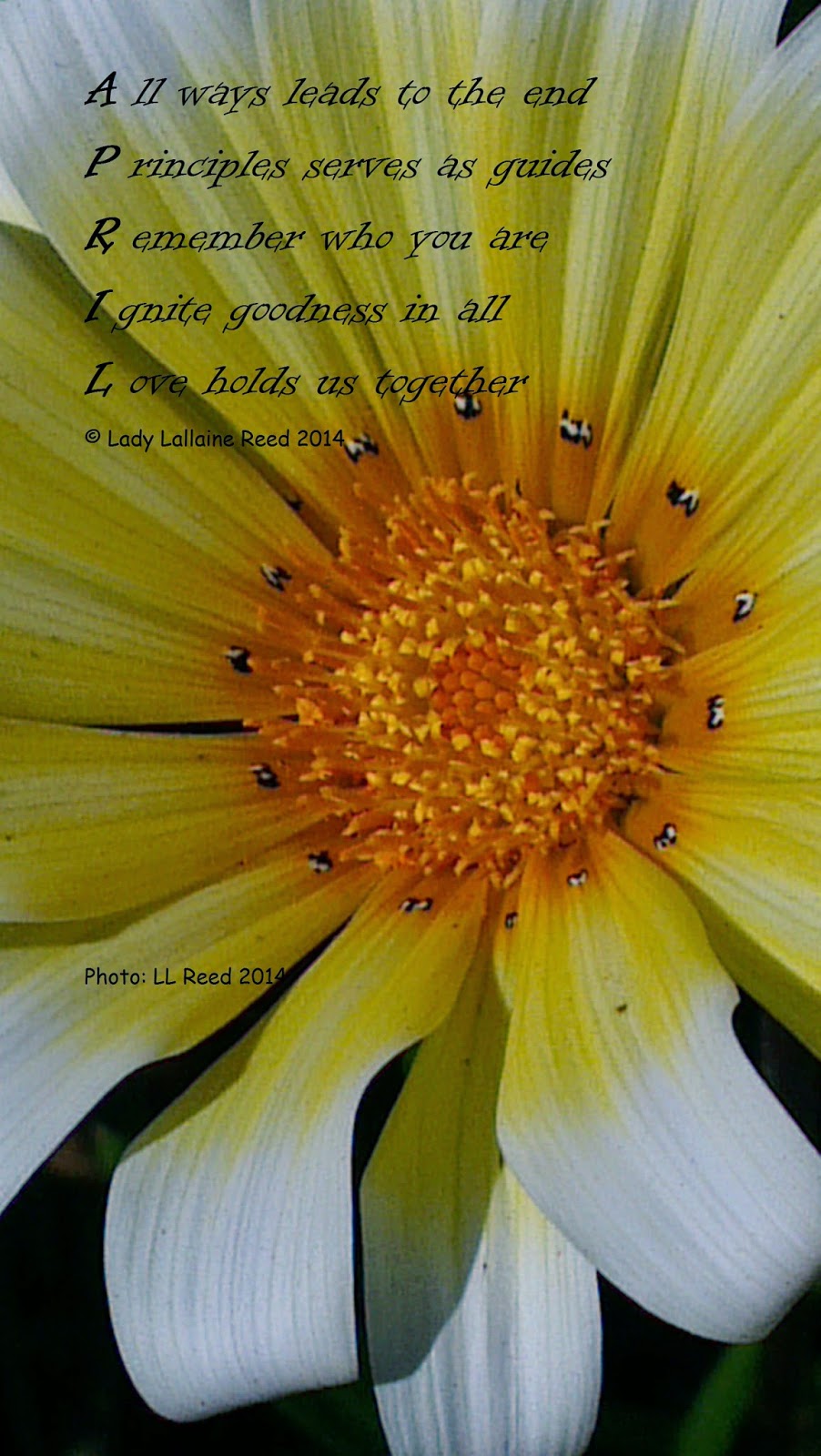 Lady Lallaine Reed's Positive