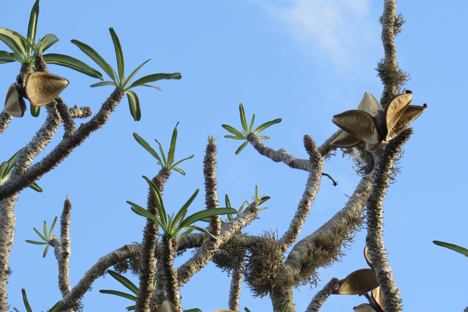 They Call It the Spiny Forest