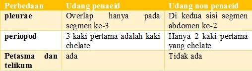 \ Morfologi dan Anatomi Eksternal Udang