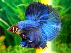 Criadouro Marlboro: Betta macho halfmoon