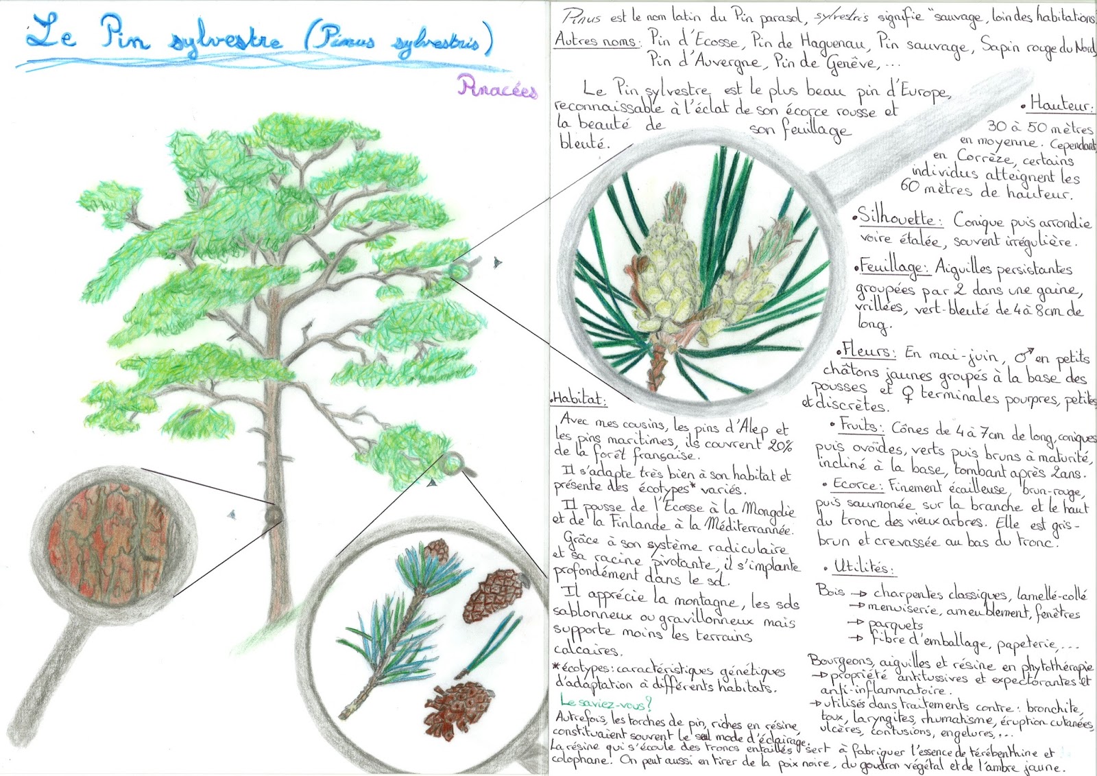 Le Bpjeps EEDD de Buzy: Le Pin sylvestre (Pinus sylvestris - pinacées)