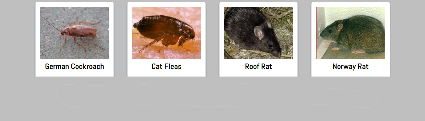 West Vancouver in British Columbia | Insect control | local pest ...