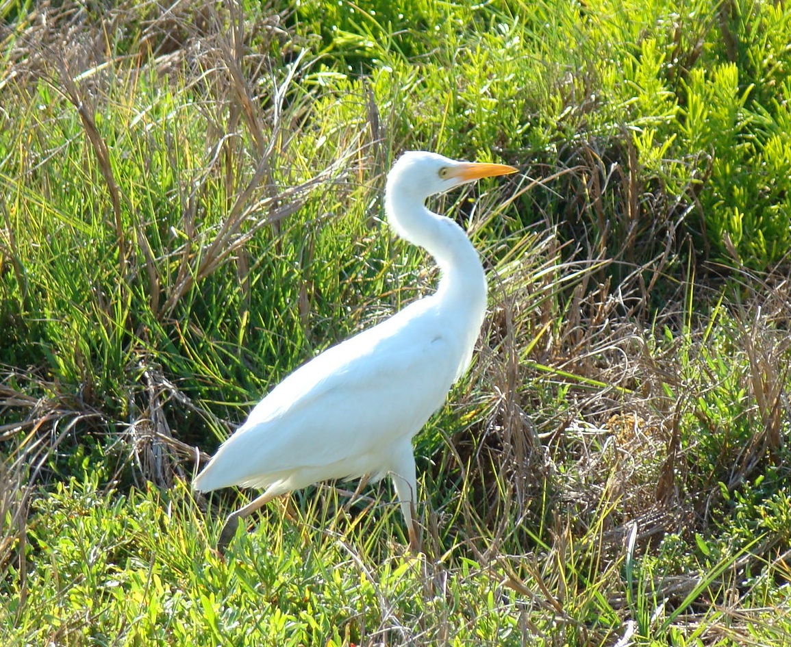 Burly Bird: Florida AVICATION Part II: The Glades...