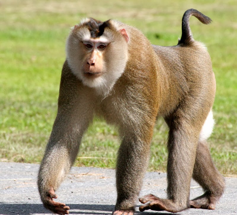 Macaque Pig Tailed | Interesting Facts & Latest Pictures | Animals Lover