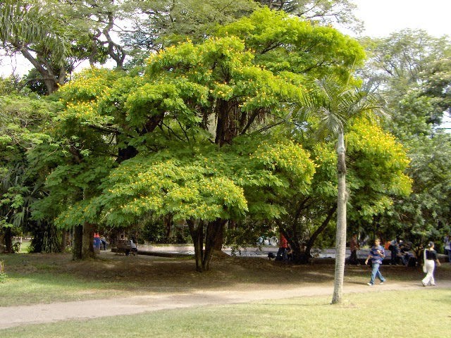 ARBORETUM: MAYO (acacia amarilla)