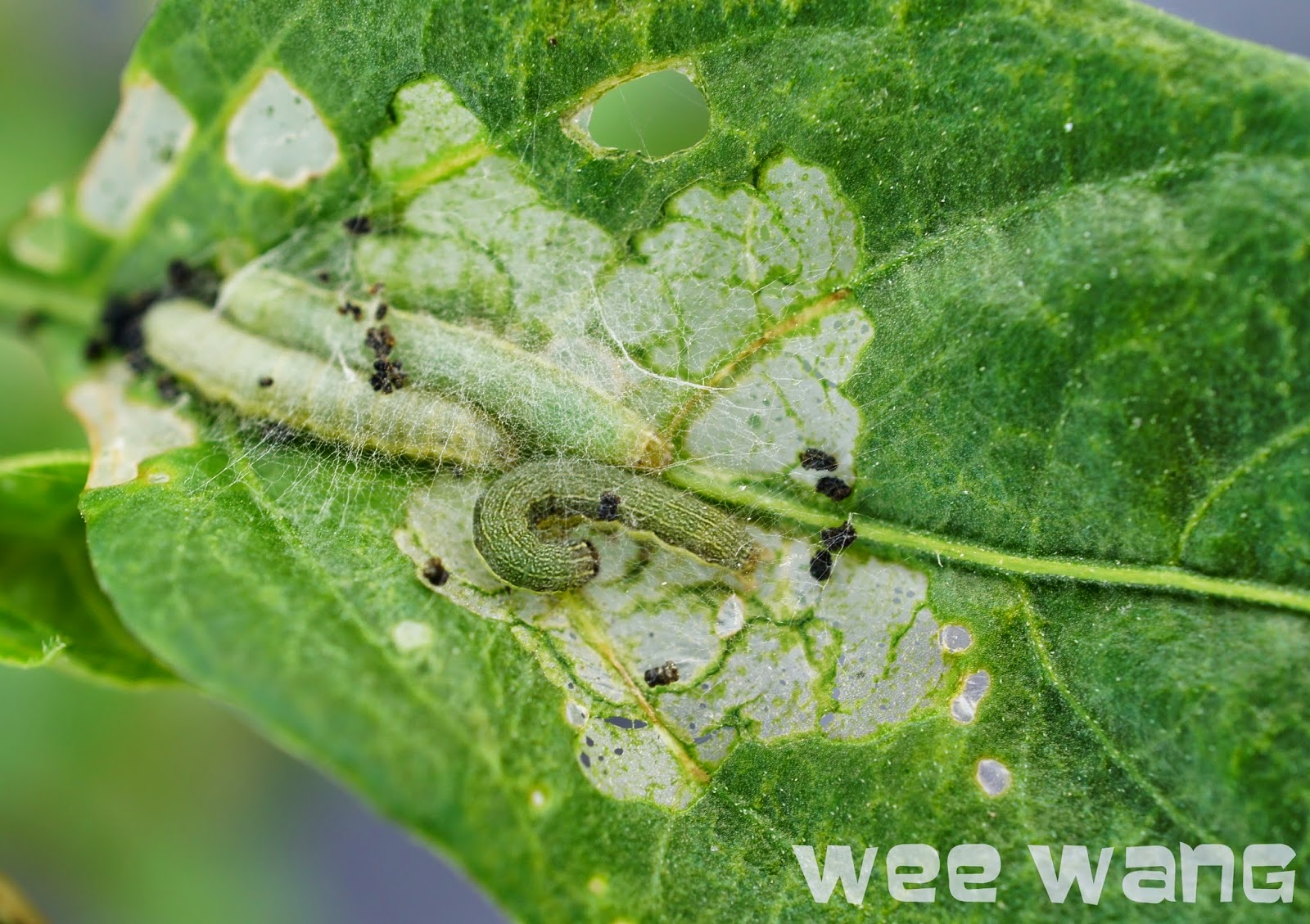 M-Crop: Armyworm (Spodoptera exigua) on Chilli