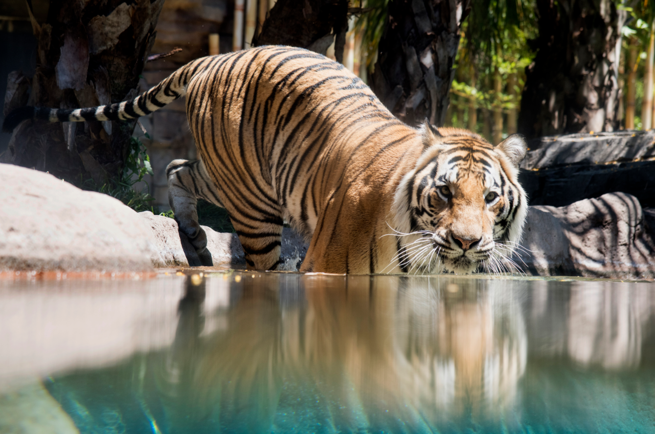 Susan's Disney Family: Big Cat Week Premieres Friday, Nov. 27, 9/8c on ...