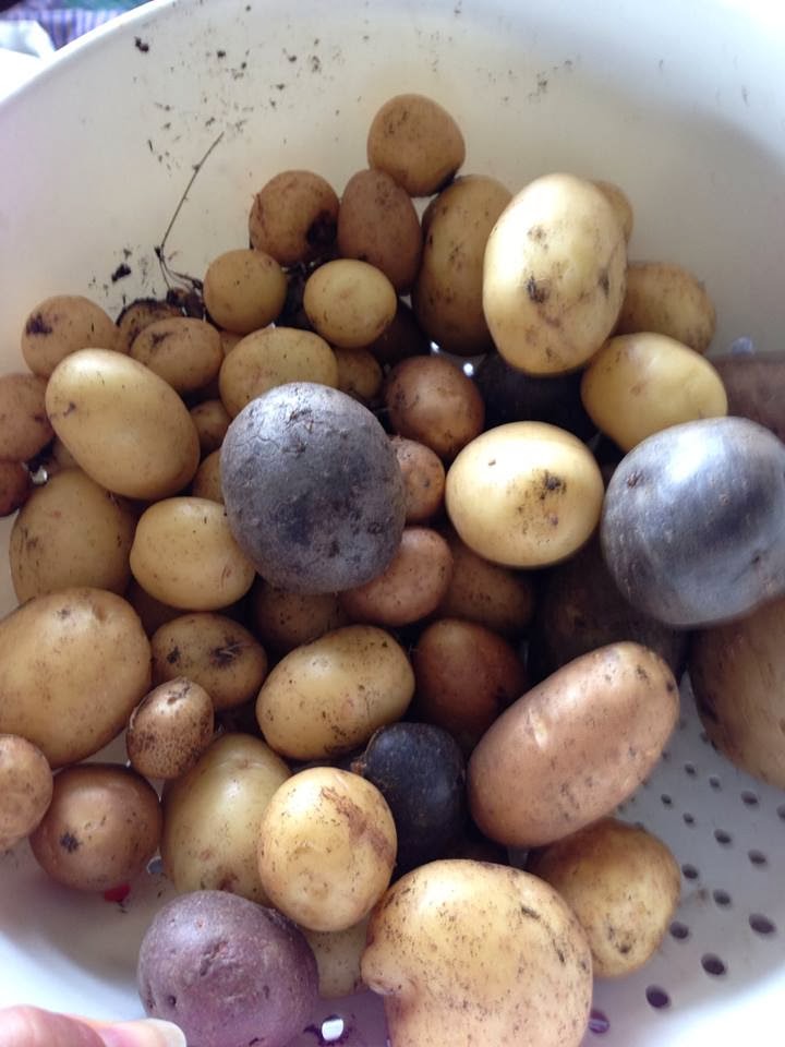 Nome, Alaska: How Does Your Garden Grow in Nome, Alaska?