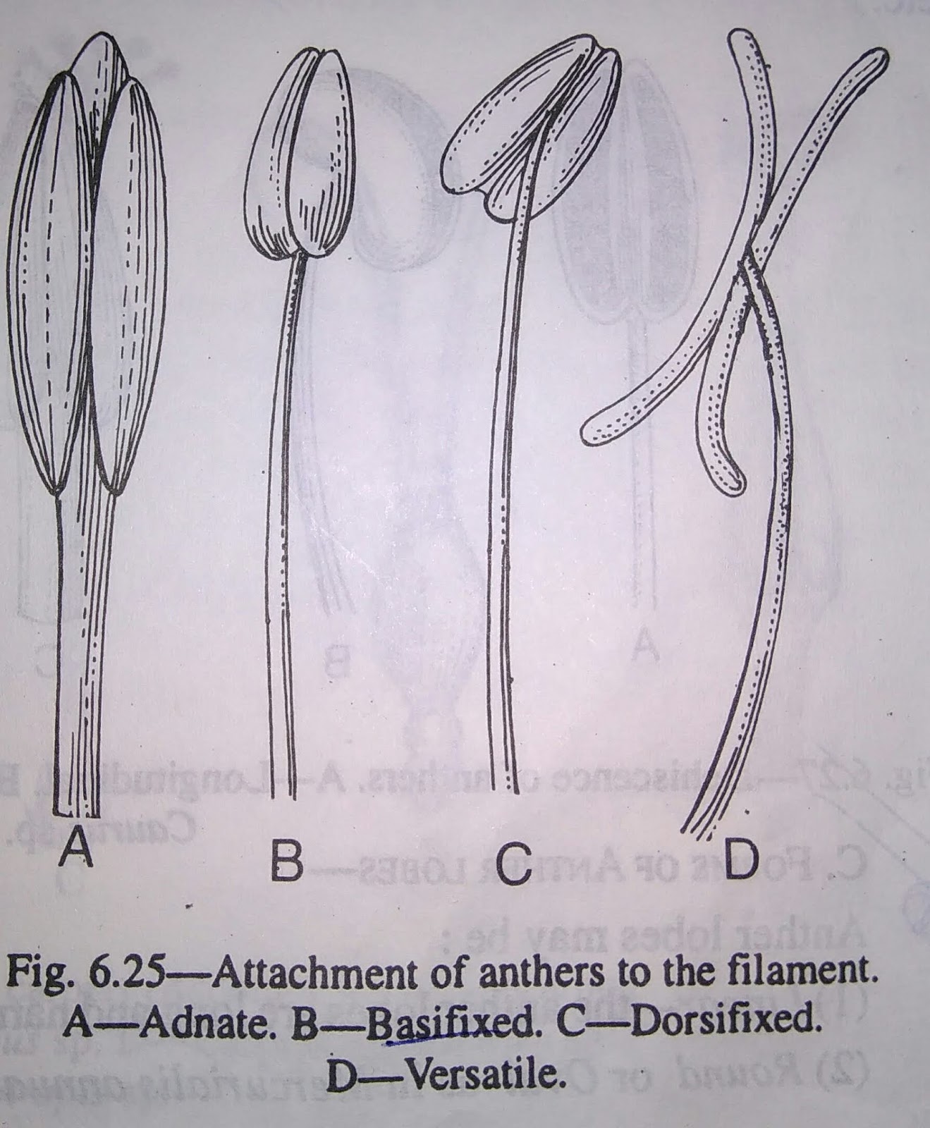 Anther or microsporangia in angiosperm-digieduco